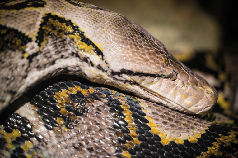 Des pythons géants arrivent au Zoo d'Amnéville