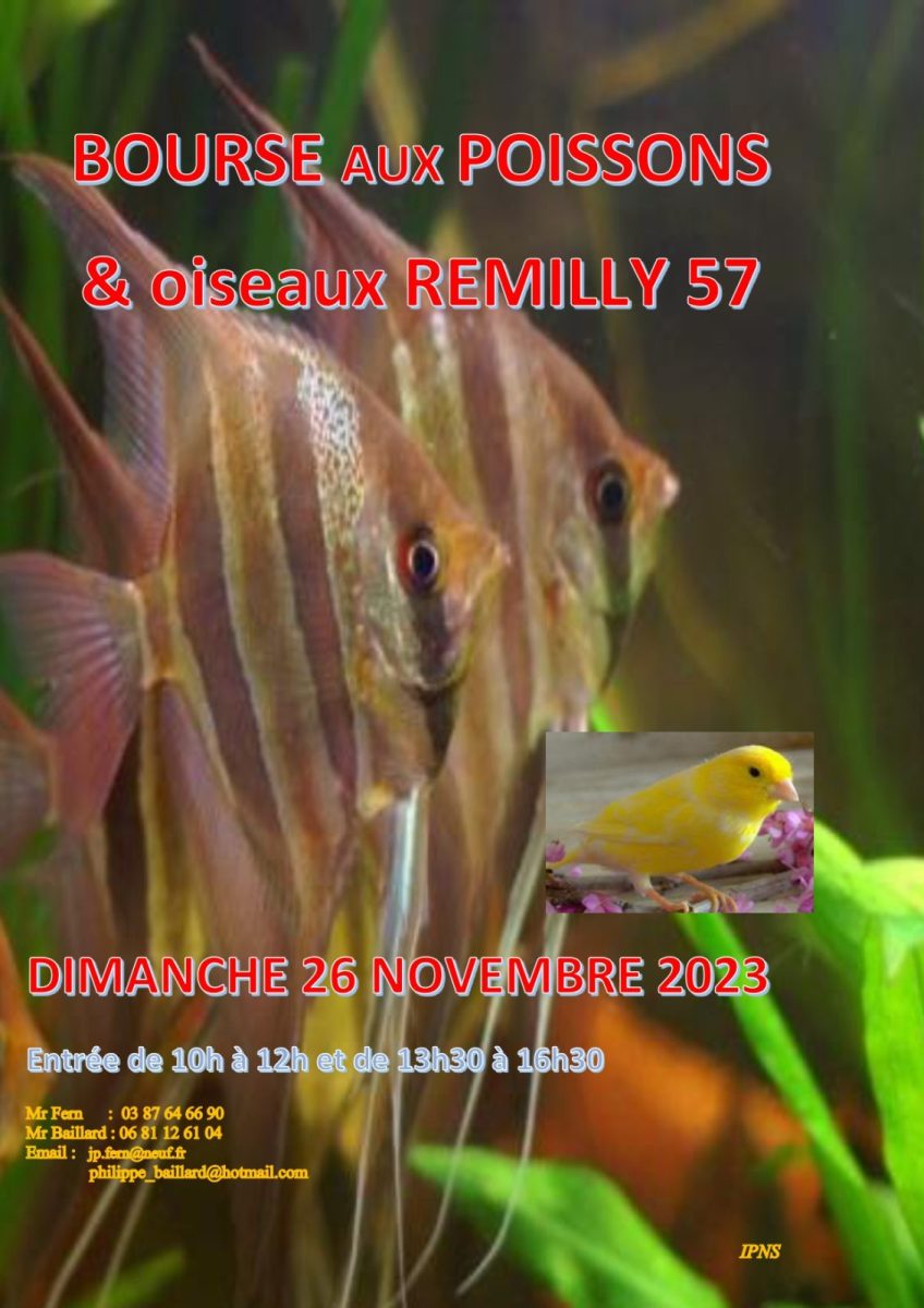 Bourse aux poissons - Rémilly